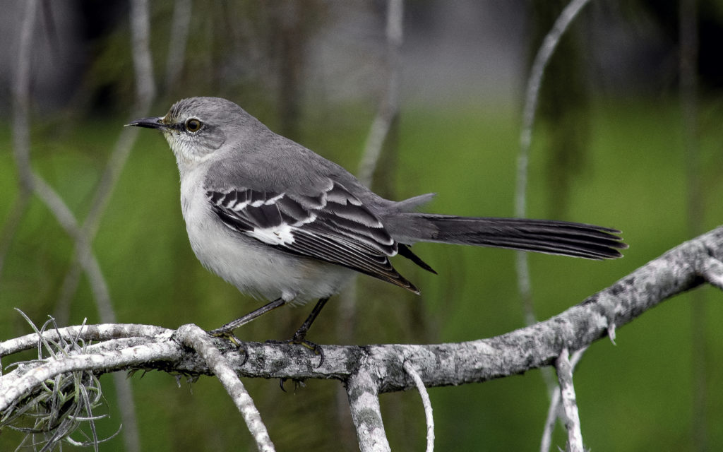 Texana Thursday: 3 Things You Might Not Know about Mockingbirds ... Texana Thursday: 3 Things You Might Not Know about Mockingbirds ...